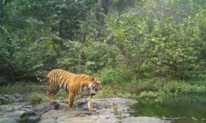 Tiger Reintroduction In MP Reserve Forest Set To Be Pioneering ...
